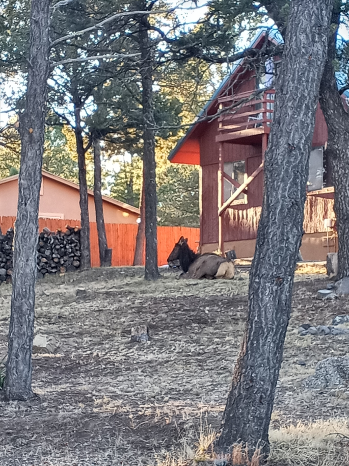 Department conservation officers free Ruidoso elk from lawn furniture - NMDGF